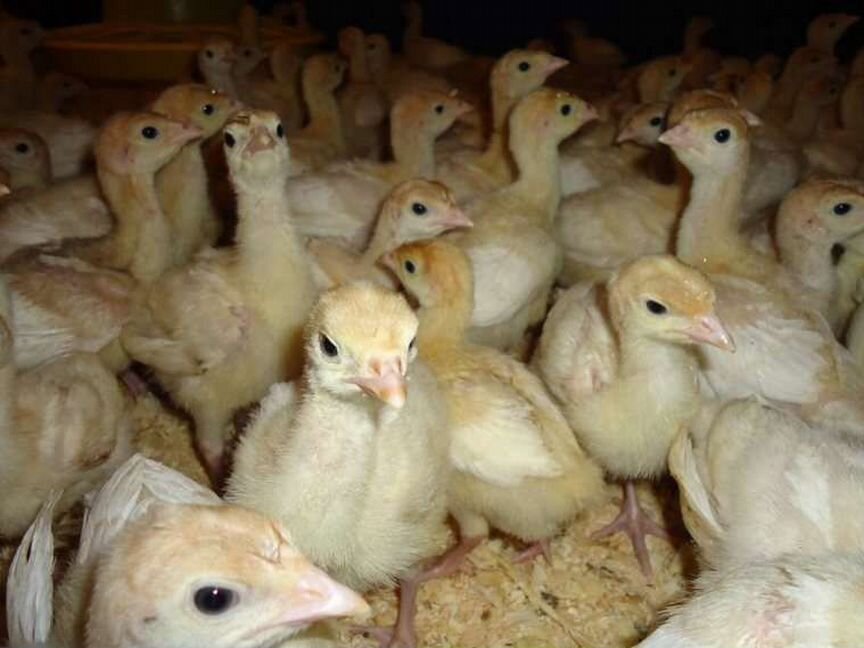 Индюшата hybrid konverter. Биг 6 импорт