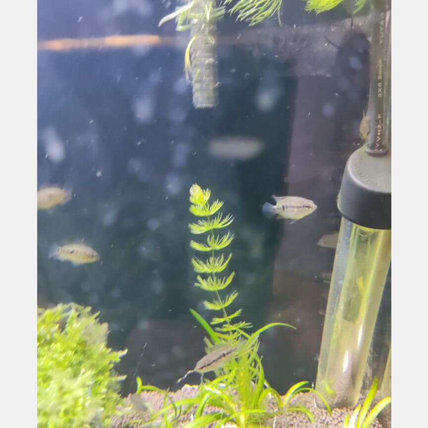 Цыхлиды Сальвиния