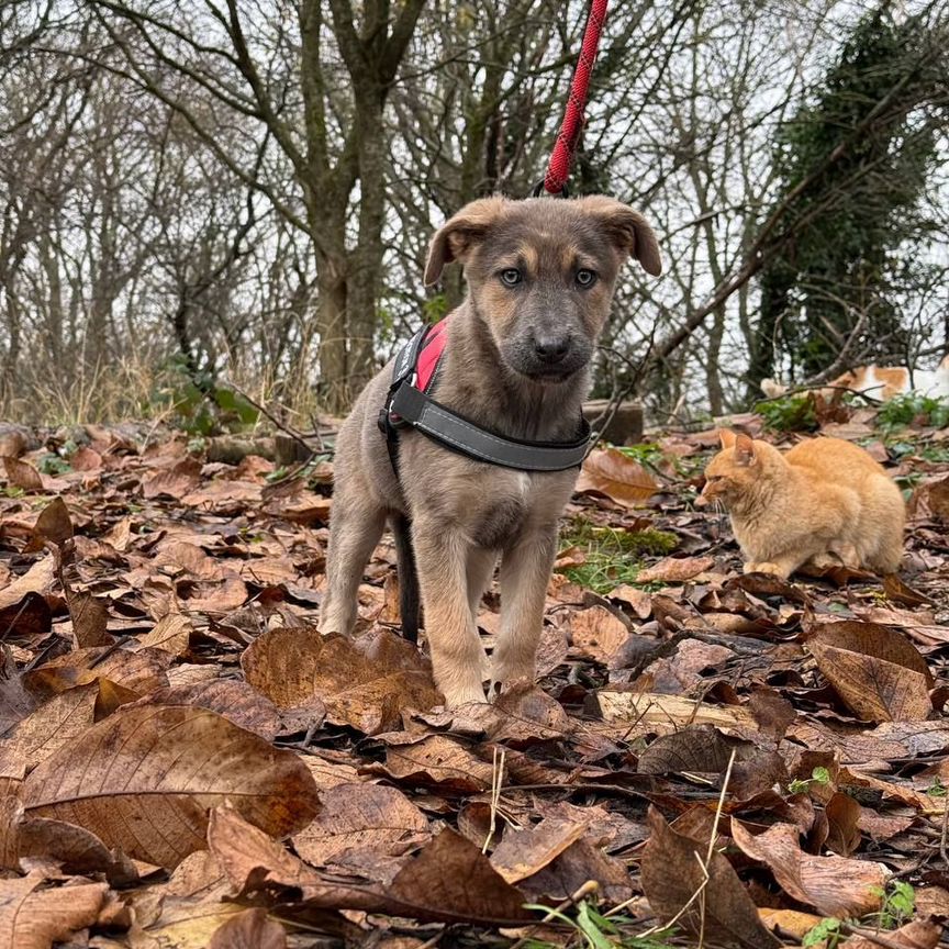 Щенок девочка в добрые руки