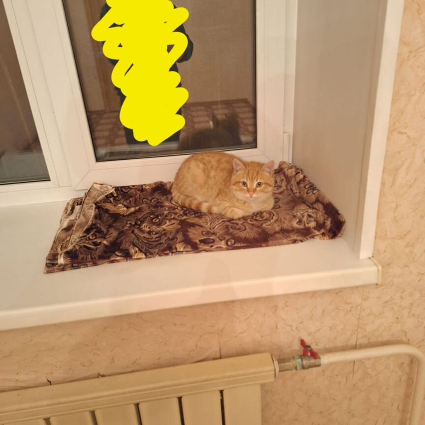 Котенок рыжий в ответственные руки