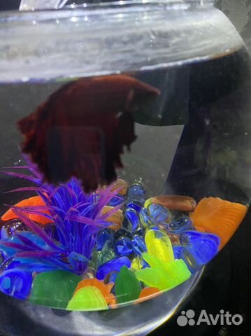 Рыба петушок