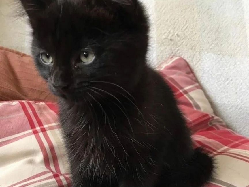 Отдам бесплатно кота