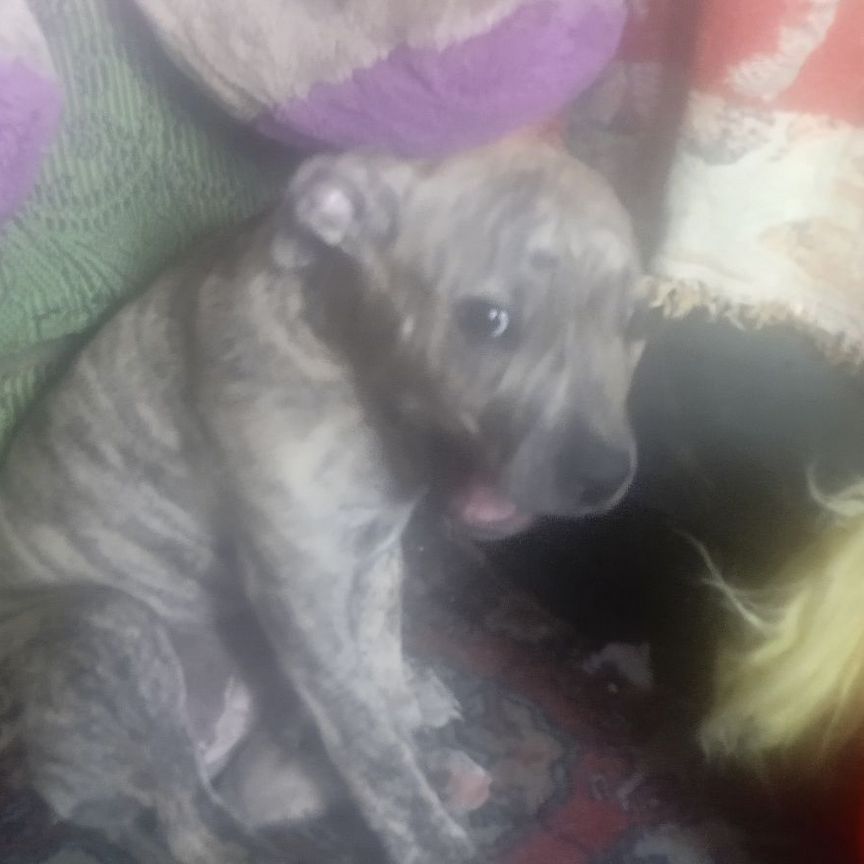 Стаффордширский терьер