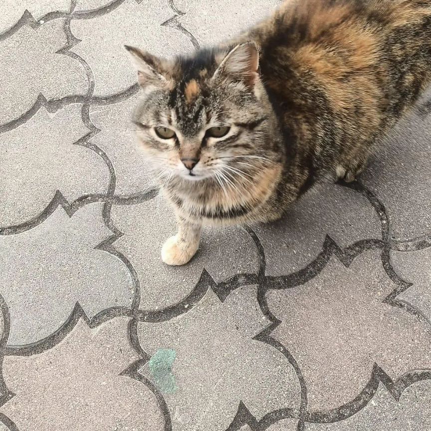 Кошечка в добрые руки