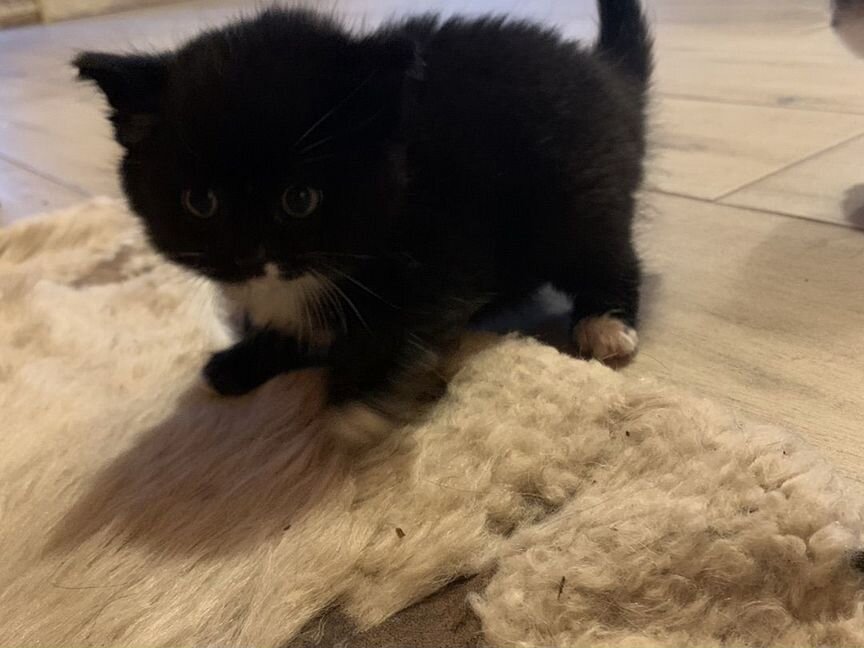 Кошка