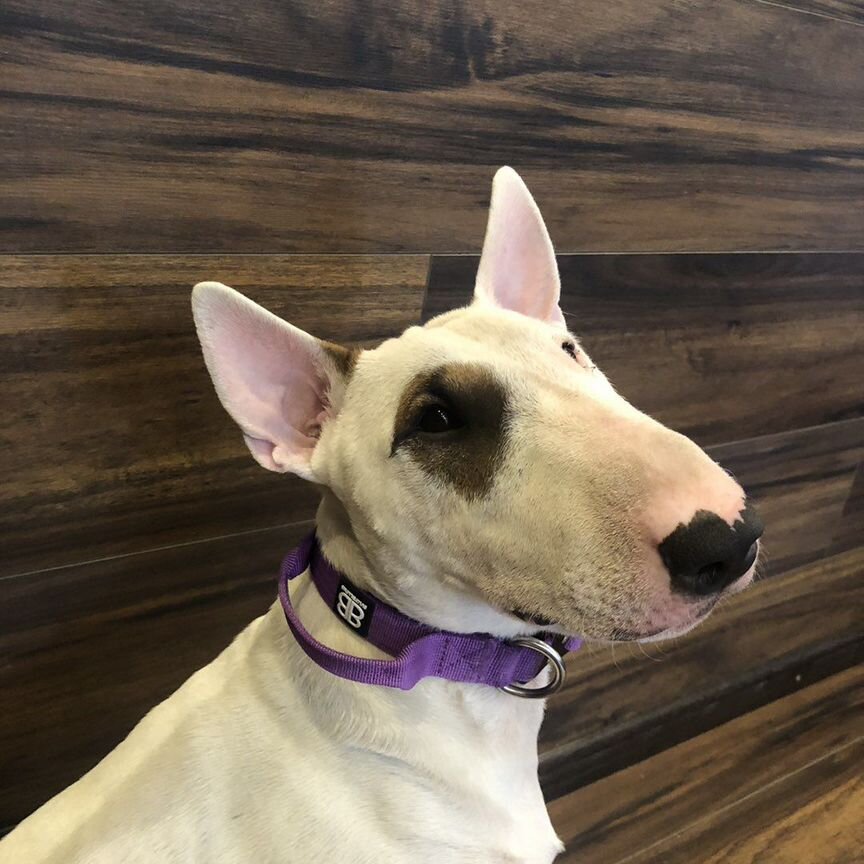 Bullybillows ошейник 2,5см