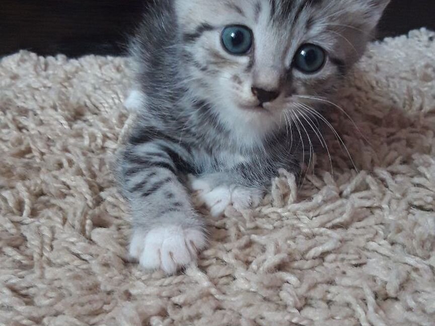 Котик ищет любящих хозяев