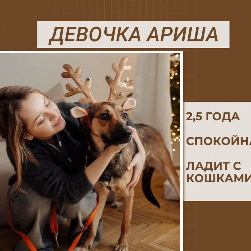 Собака в добрые руки/ Девочка Ариша