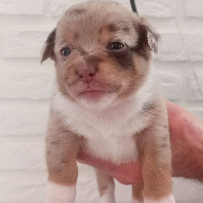 Русский той-терьер, щенок