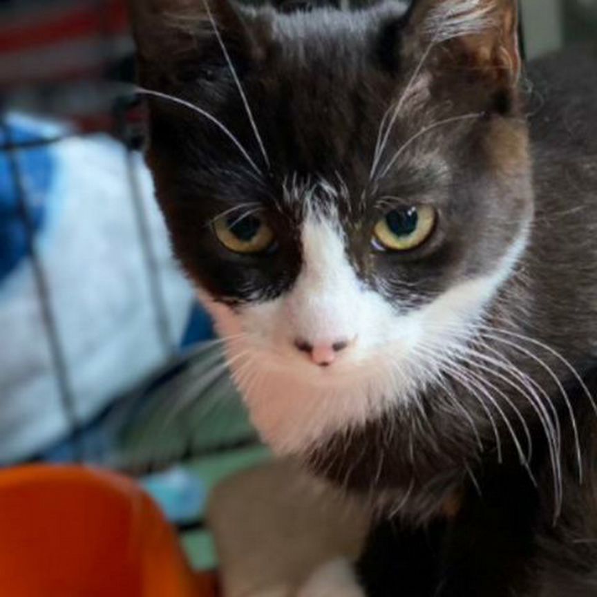 Котенок в добрые руки