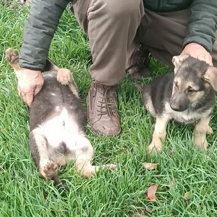 Щенки немецкой овчарки