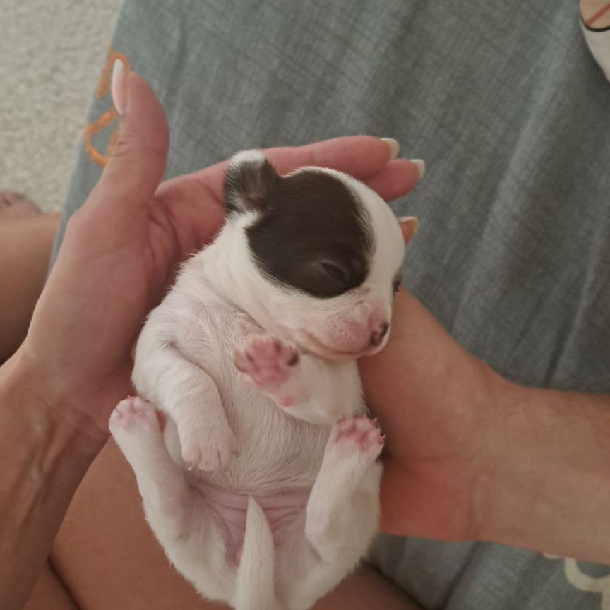 Щенки чихуахуа