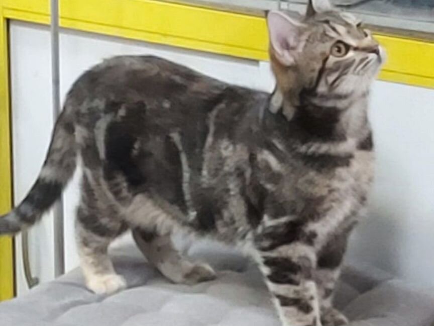 Кошечка 6 месяцев
