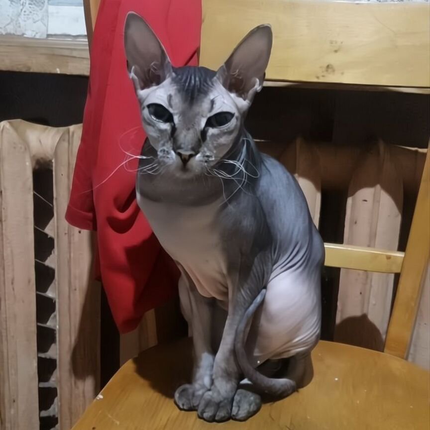 Канадский сфинкс, взрослая кошка