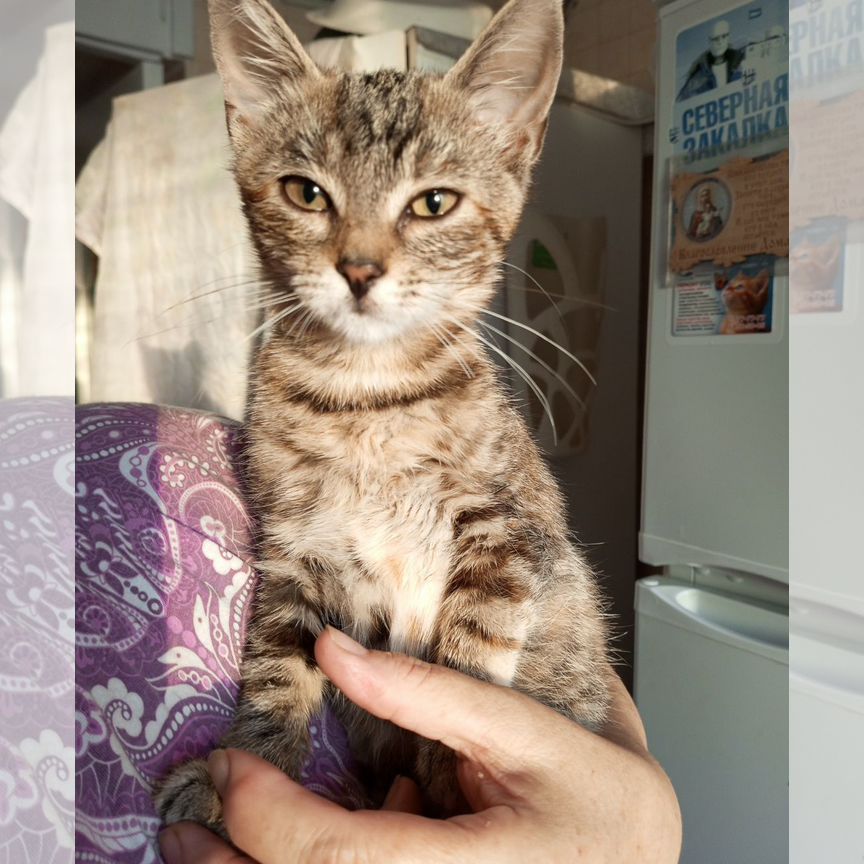 Кошечка в добрые руки