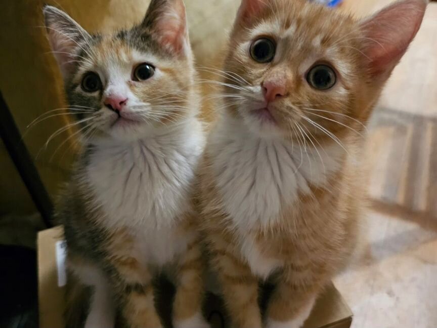 Кошка