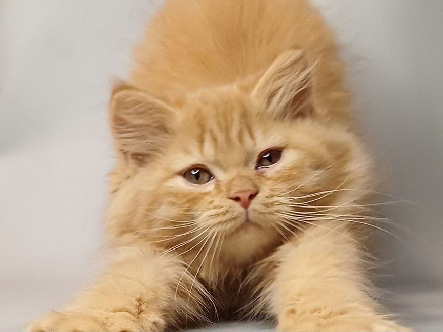 Британский кот. 3 месяца