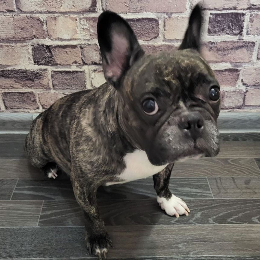 Французский бульдог, вязка