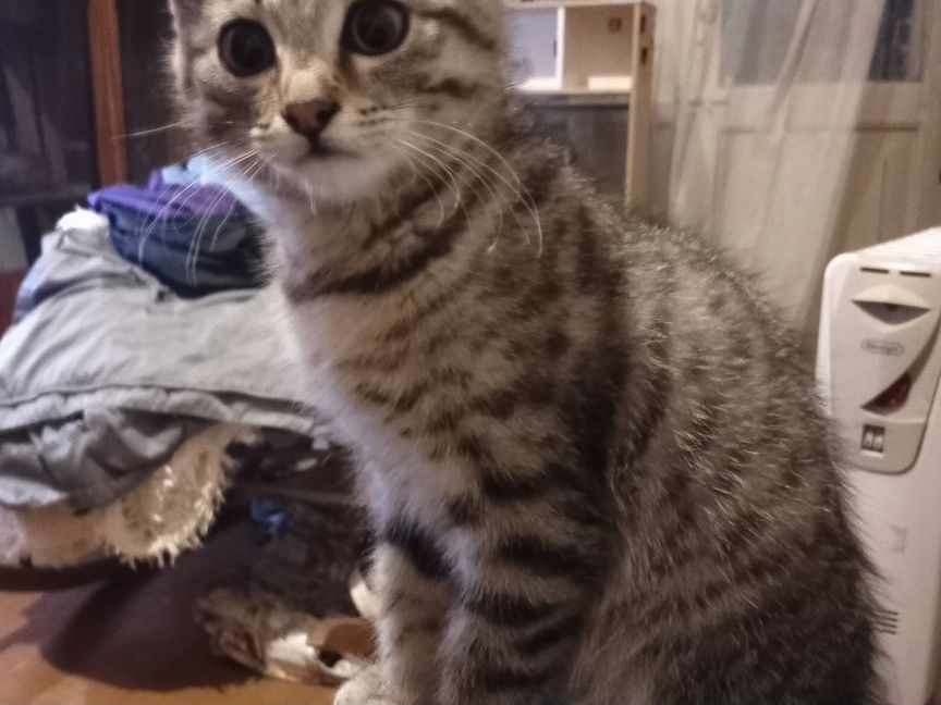 Отдам бесплатно котёнка