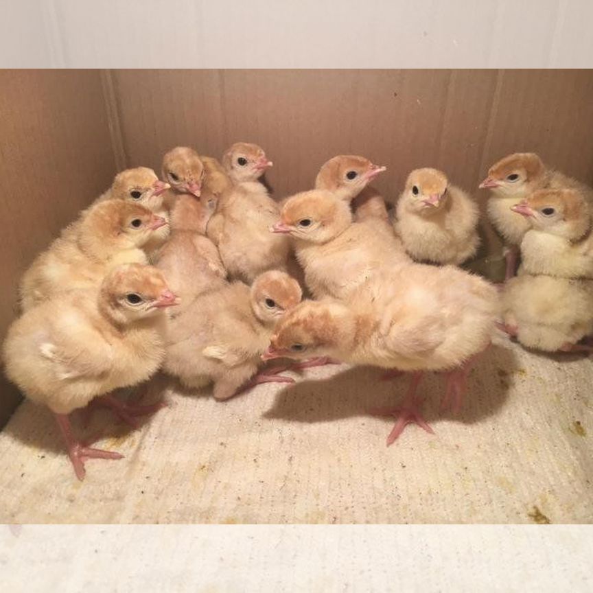 Индюшата суточные