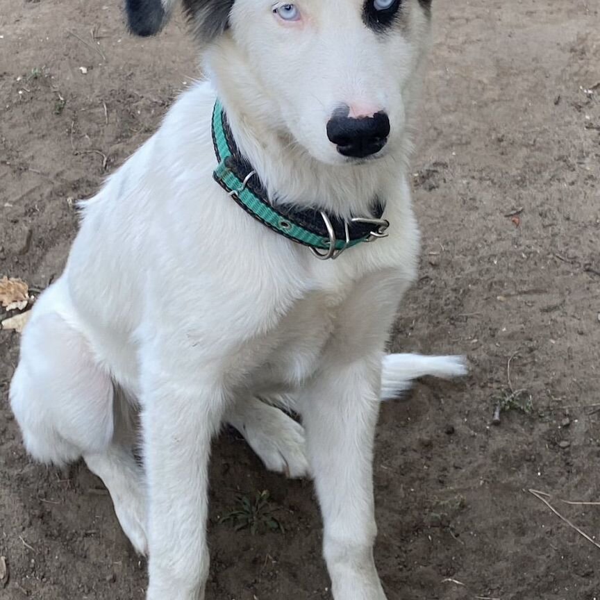 Отдам в добрые руки помесь с Хаски