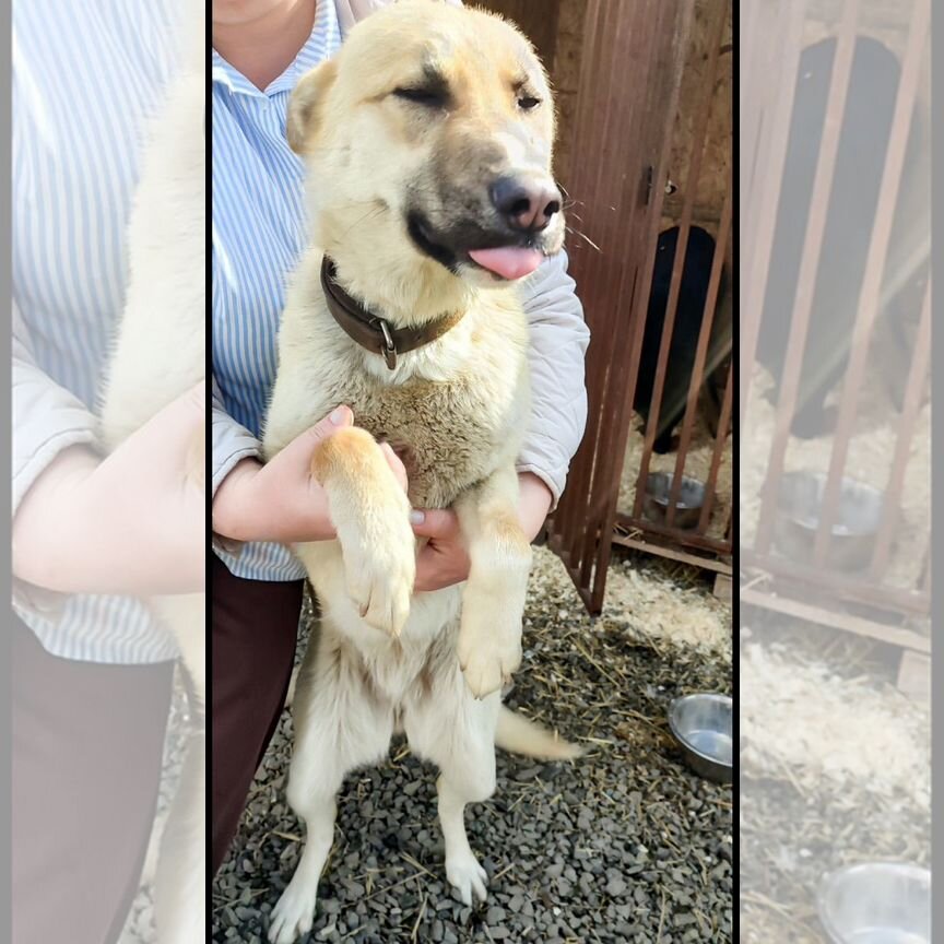 Сибирский хаски, взрослая собака