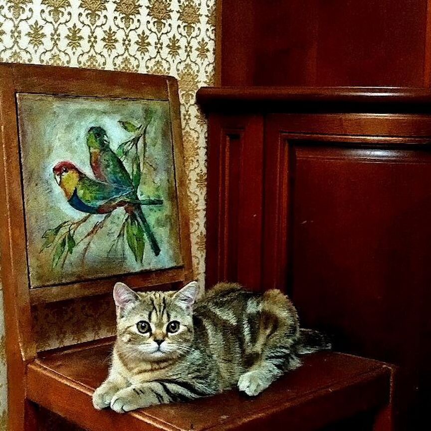 Шотландские котята