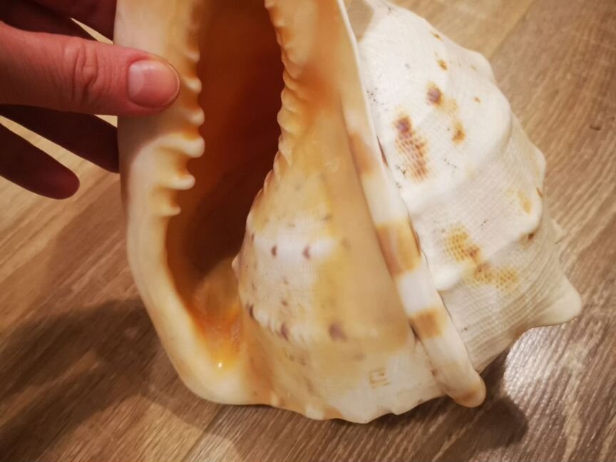 Ракушка большая раковина кассис