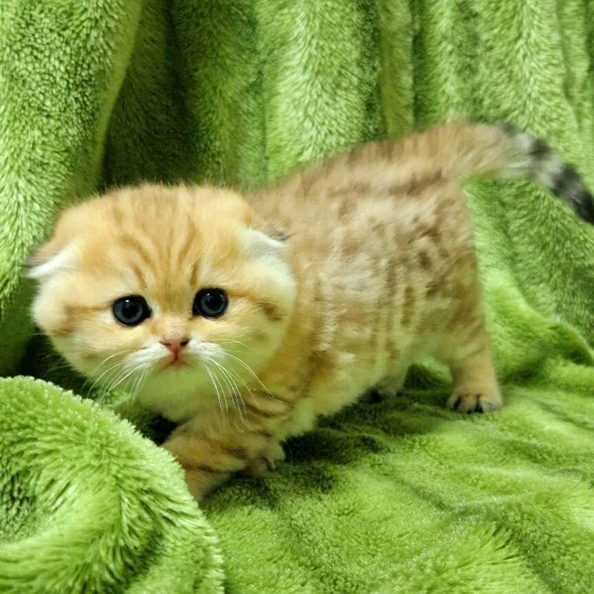 Шотландский вислоухий короткошёрстный котёнок