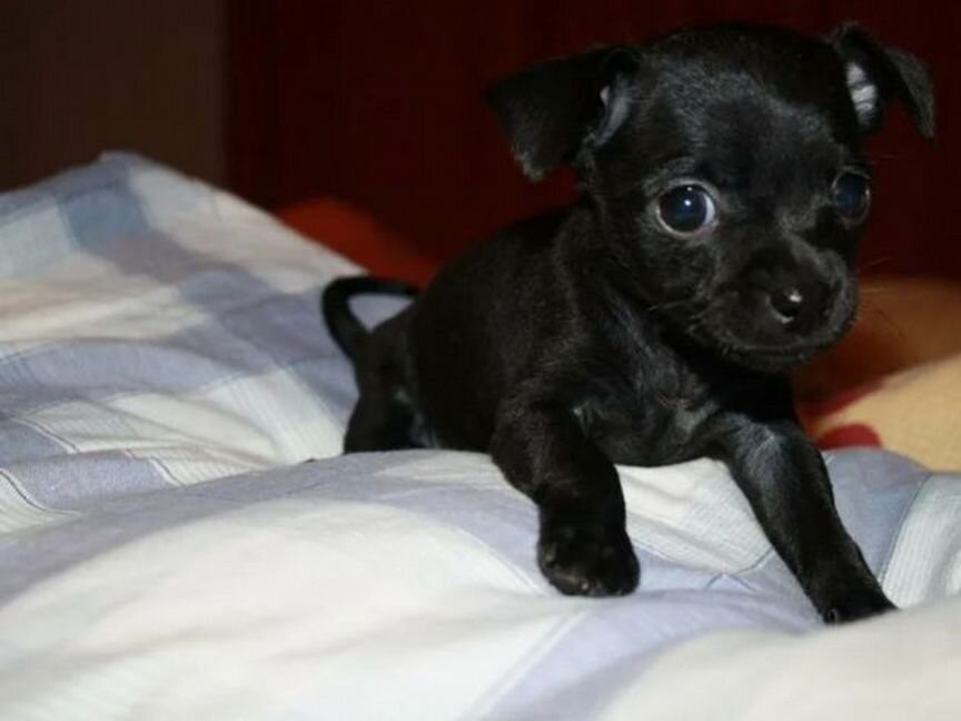 Чишки в добрые ручки