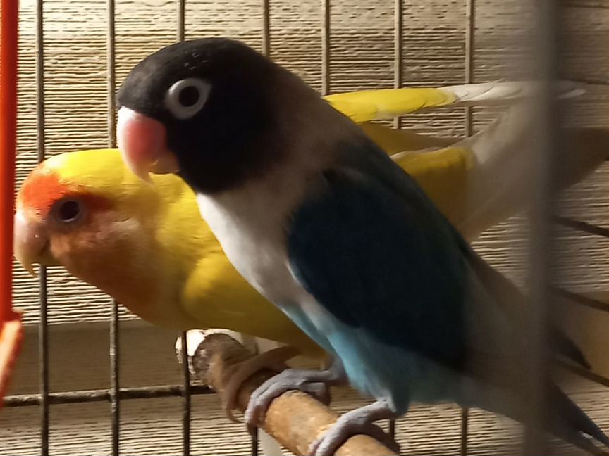 Попугаи неразлучники