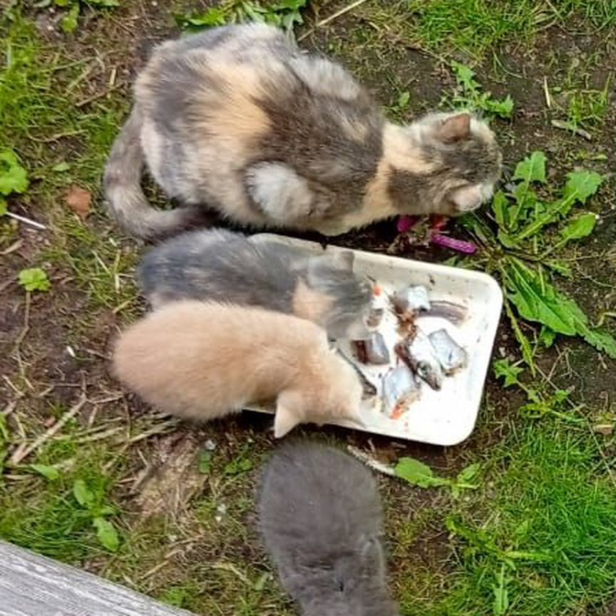 Котята в добрые руки