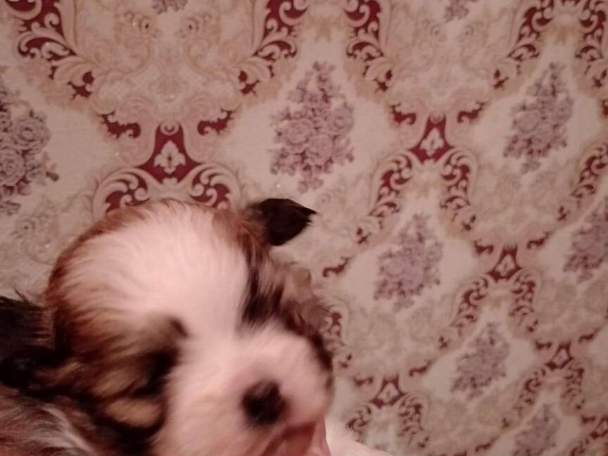 Чихуахуа, тойтерьеры, карликовые пинчеры Доставка