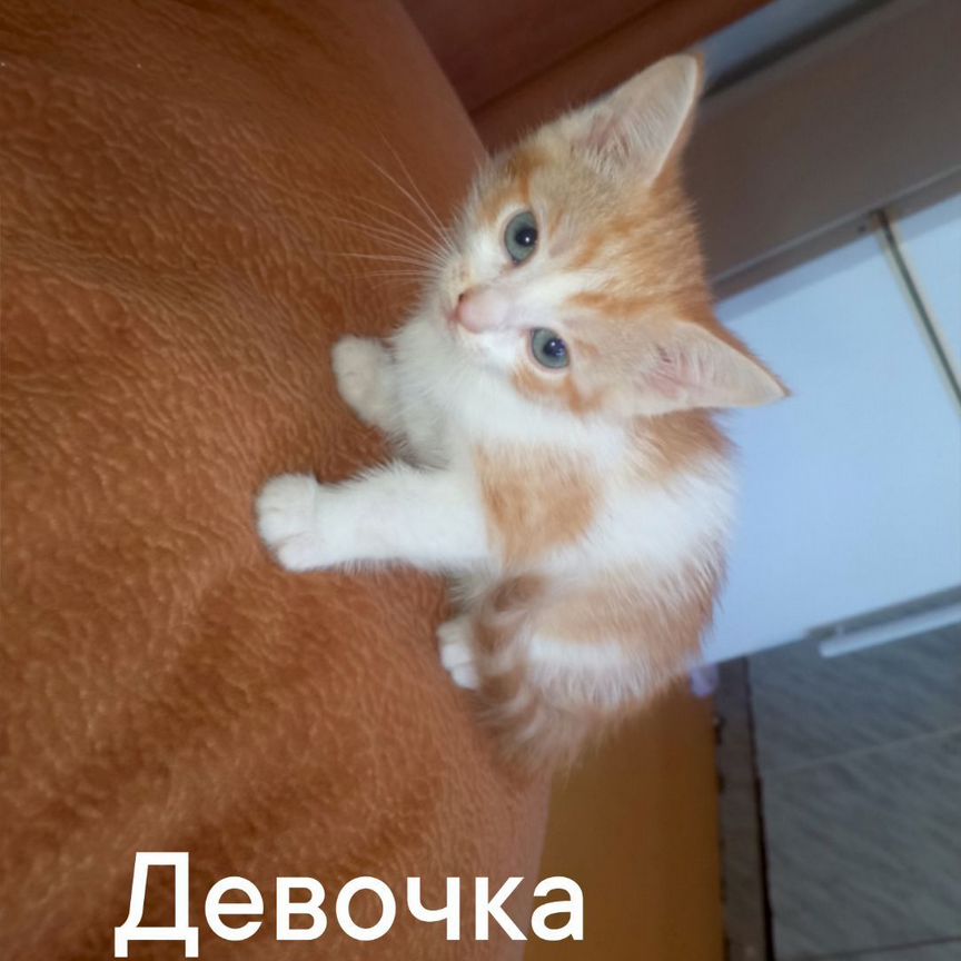 Котята ждут семью