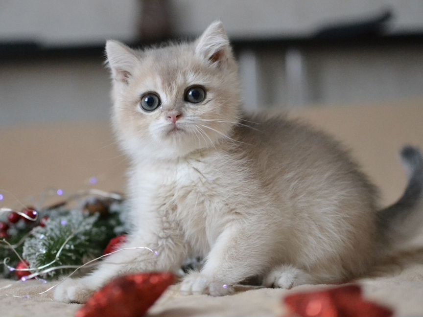 Котята британские шиншиллы