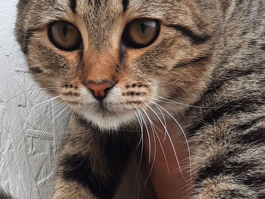Милые котята из частного приюта ищут дом