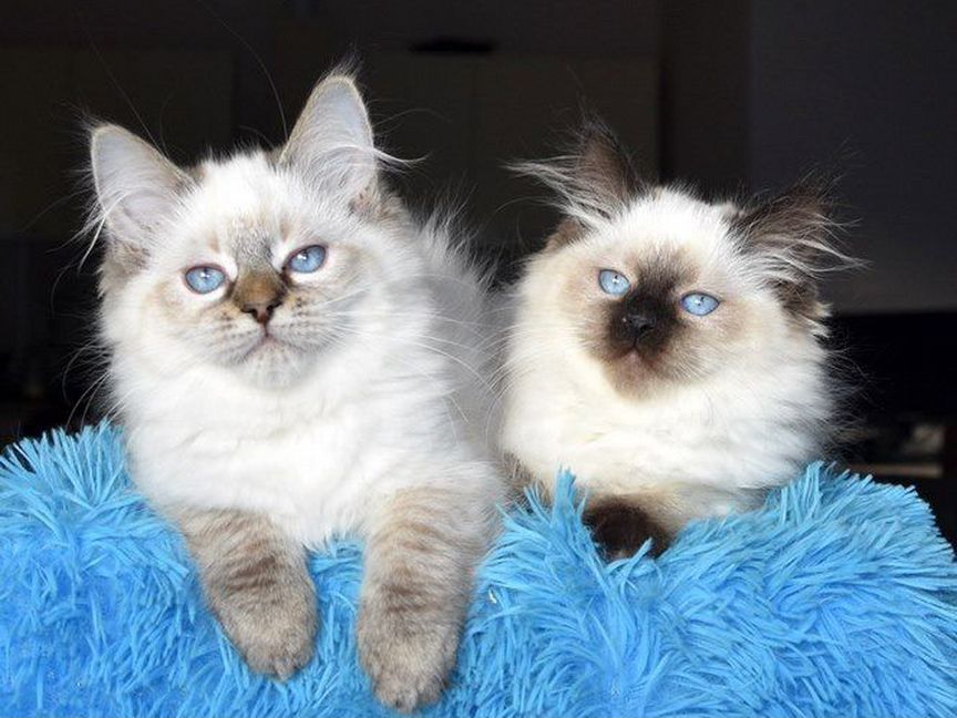 Две богини, две сестренки Уна и Ума