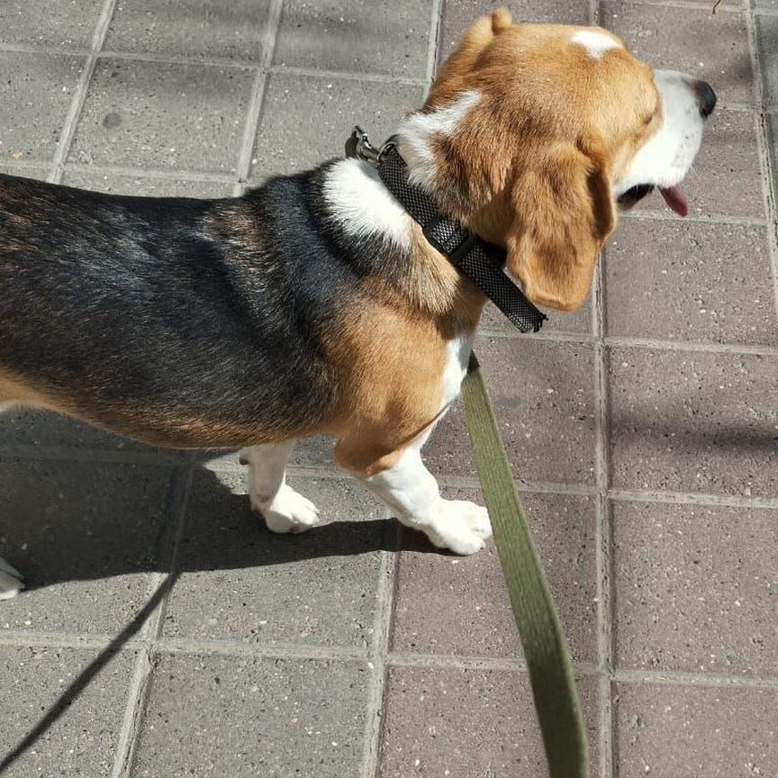 Найдена собака бигль