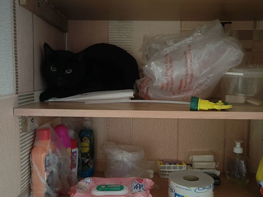 Отдам котейку в добрые руки