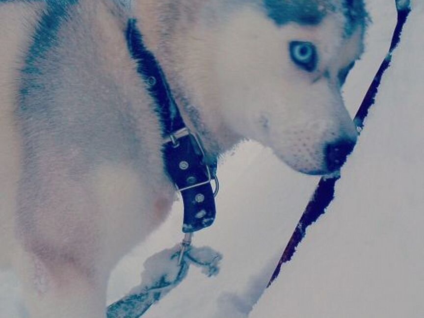 Метисы хаски