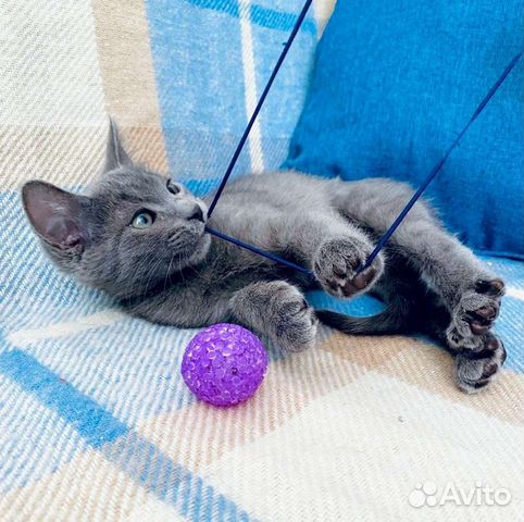 Котята в добрые руки бесплатно