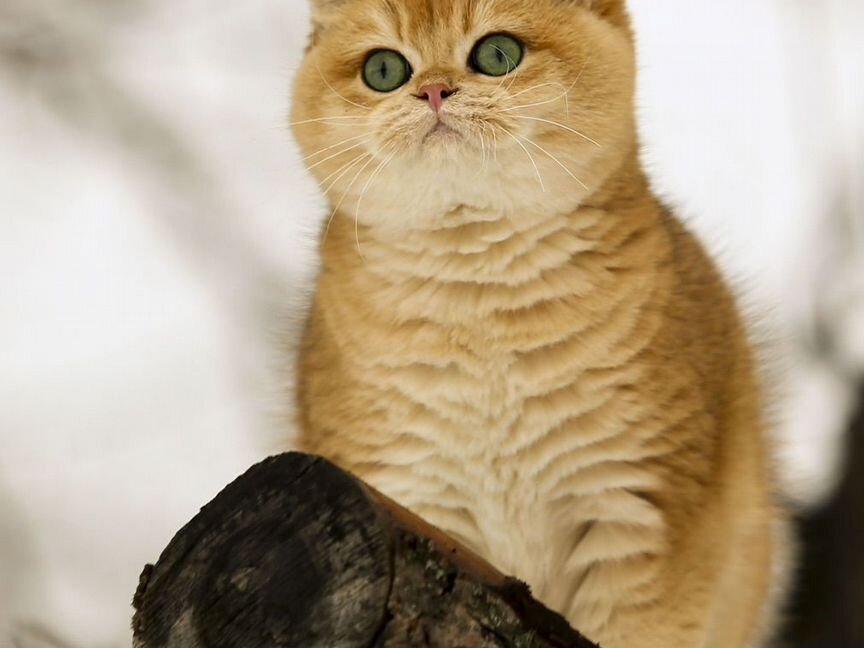 Золотые кошки и коты, ny12, ay12, ny1233