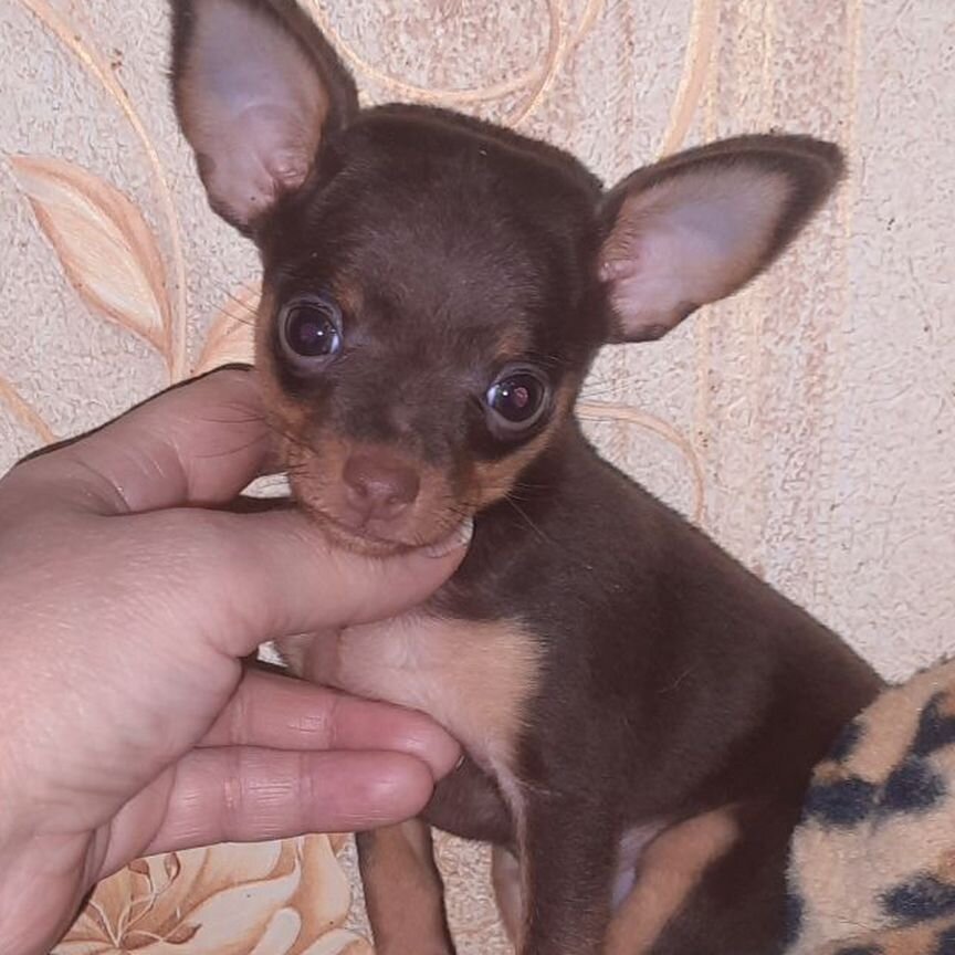 Русский той-терьер, щенок