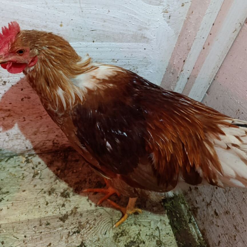 Молодые петушки