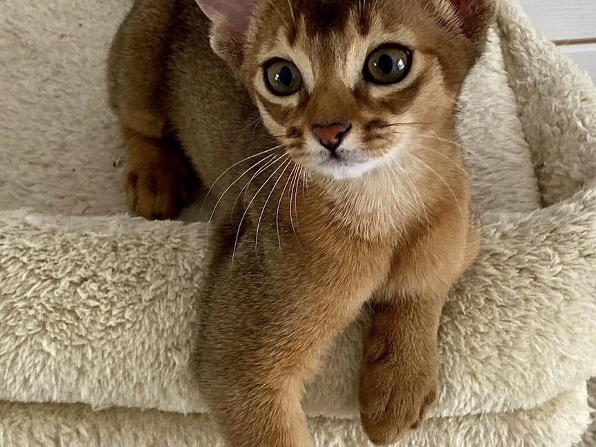 Абиссинский клубный котенок