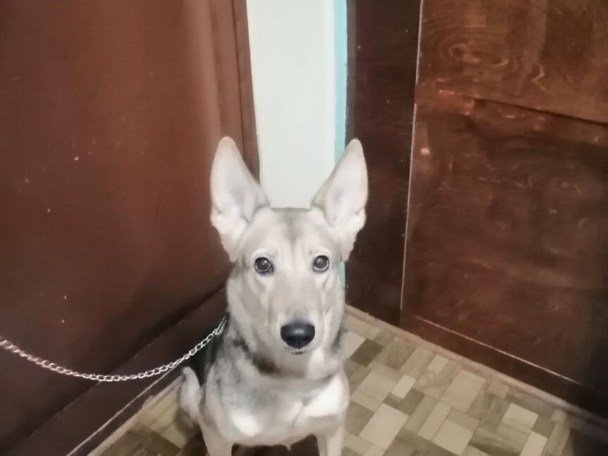 Собаки