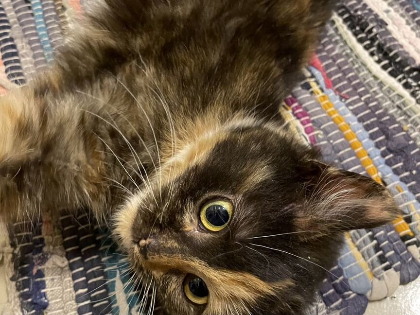 Отдам двух прелестных котят в добрые руки