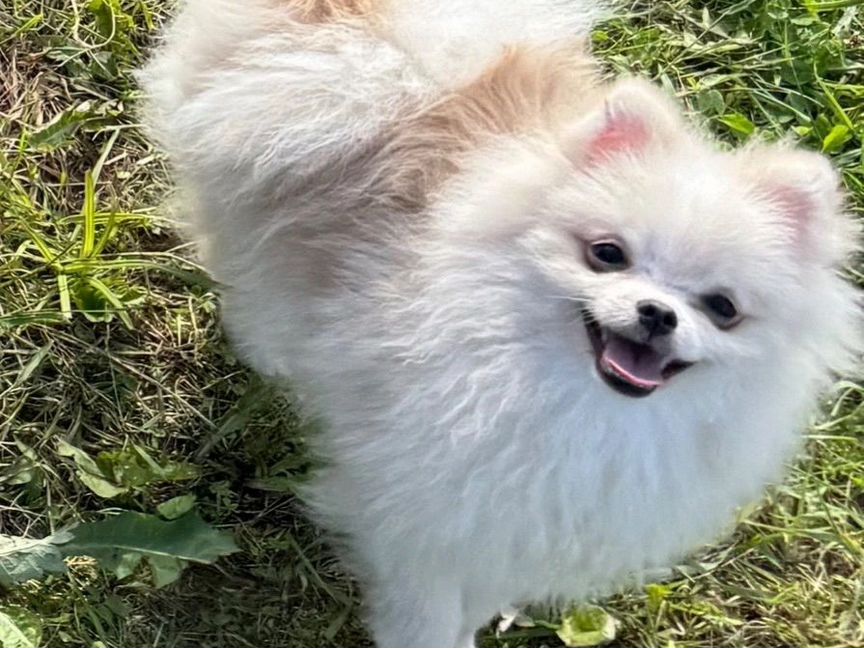 Мистер Малой, мальчик, 2кг