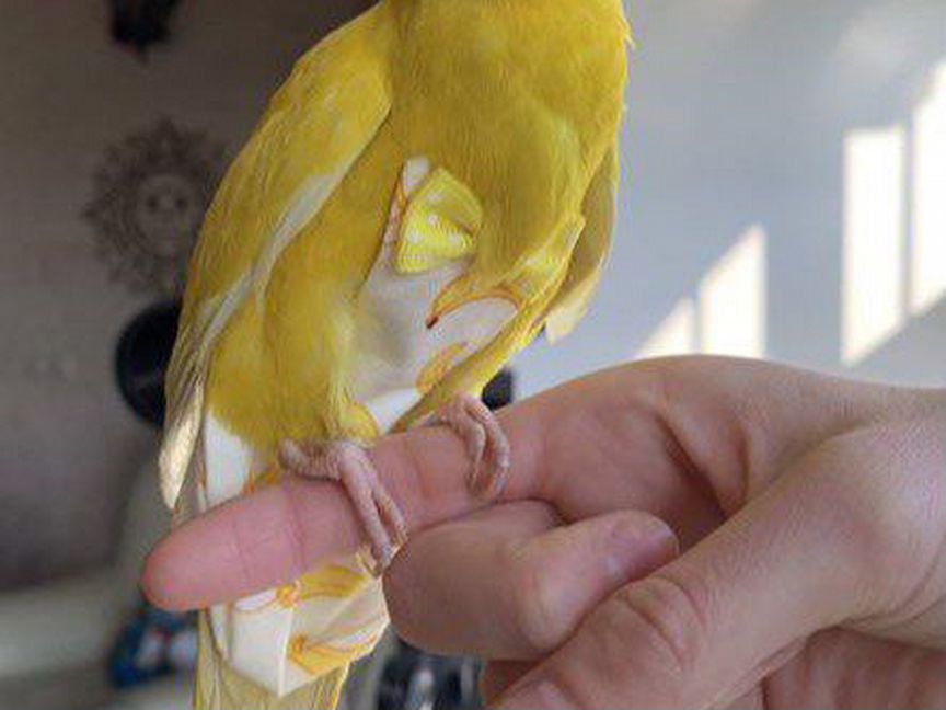 Памперс подгузник одежда для птиц попугая голубя