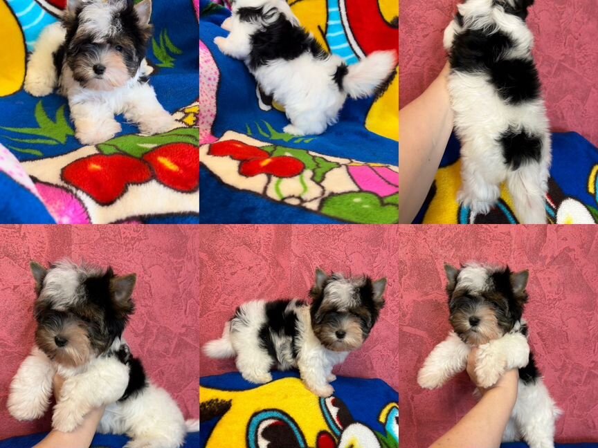 Бивер миленький мальчик